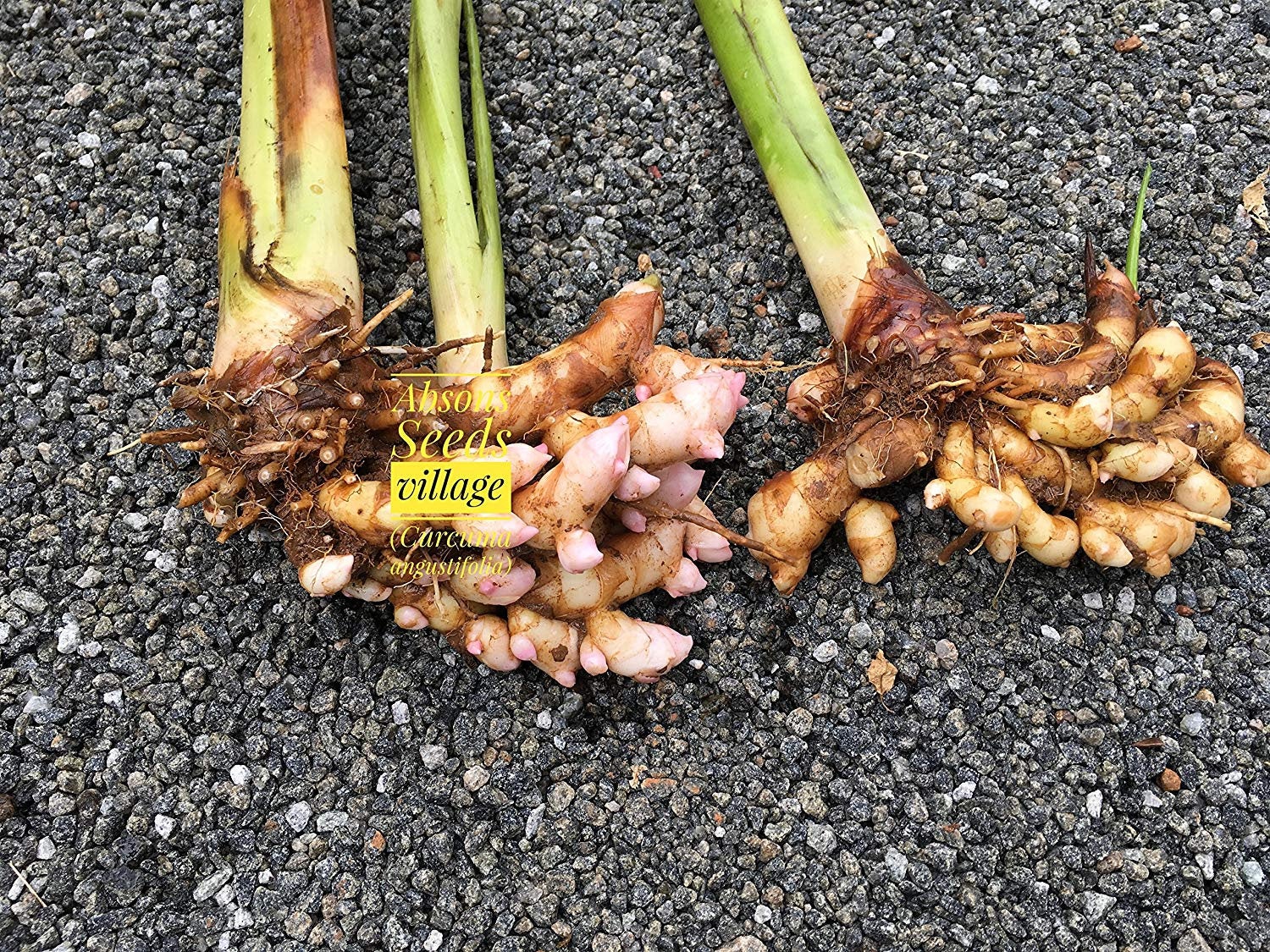 Tikhur or Koova for growing Bombay Arrowroot East Indian Arrowroot ...